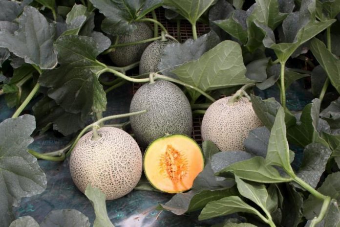 Vua của các loại Melon ở Nhật – Cùng nhau tham gia tìm kiếm melon tại ...